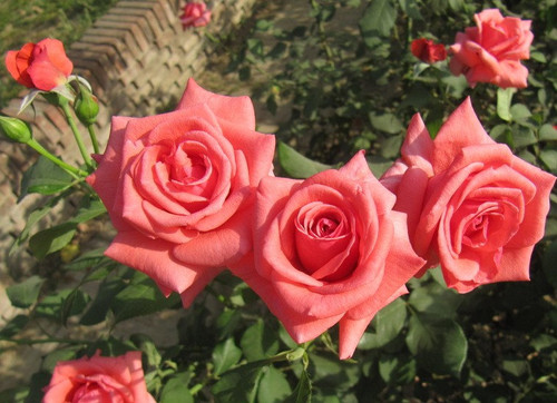 Montezuma | Plants Rose World