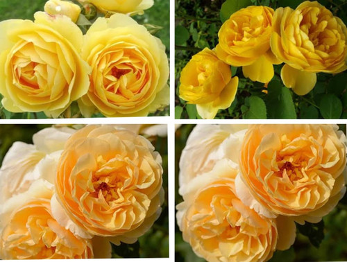 Graham Thomas | Plants Rose World