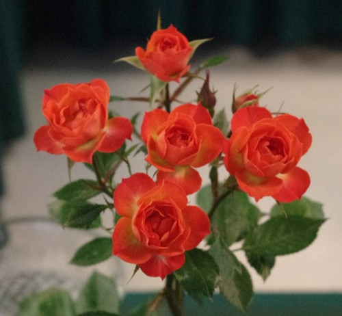 Cricket | Plants Rose World
