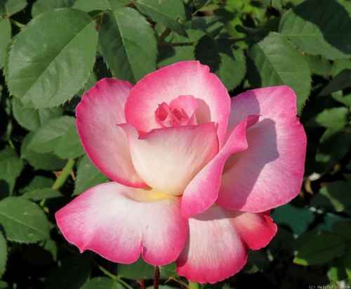 California Dreamin | Plants Rose World