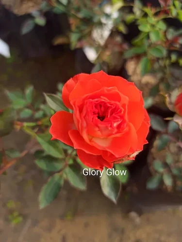 Glory Glow | Plants Rose World