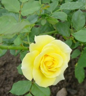 John John | Plants Rose World