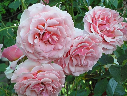 Clg Tournament of rose | Plants Rose World