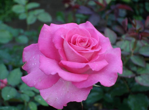 Mascara | Plants Rose World