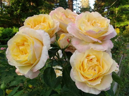 Beryl Bach | Plants Rose World