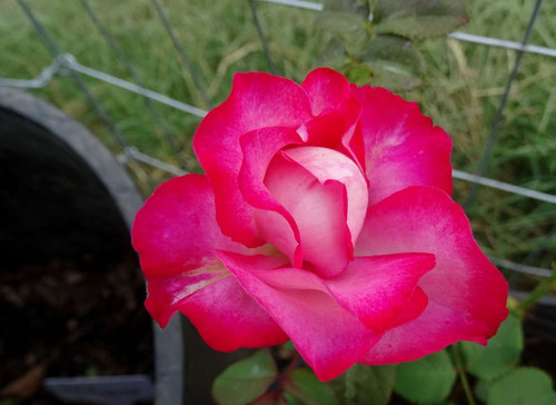 Gardens of the World | Plants Rose World