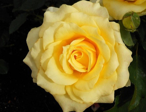 Golden Medallion | Plants Rose World