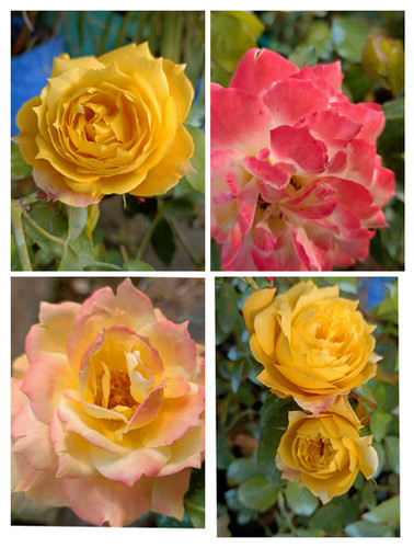 Tropical sunset | Plants Rose World