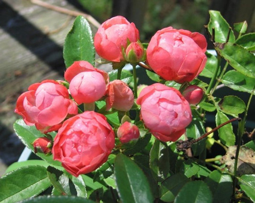 Margo Koster | Plants Rose World