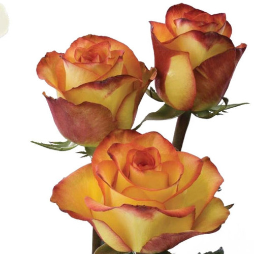 High & Magic | Plants Rose World