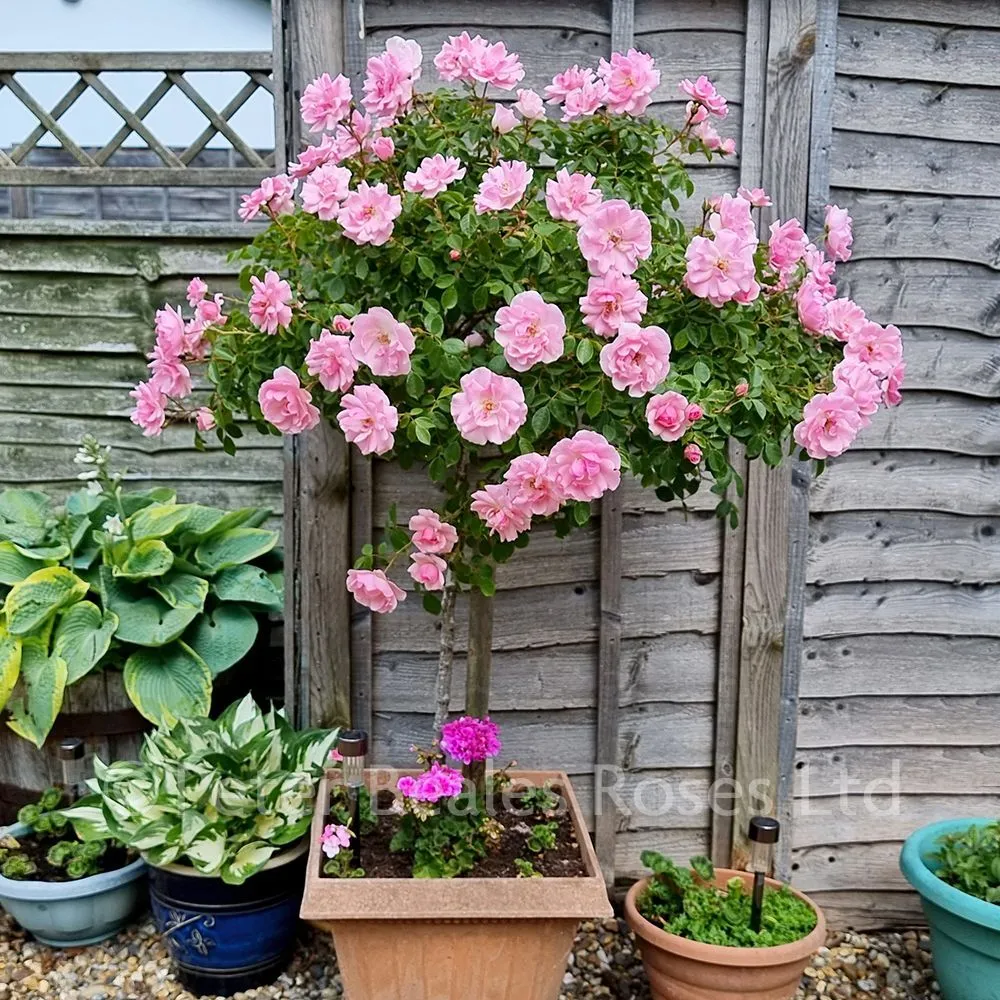 Stand Rose_ (Pink) | Plants Rose World