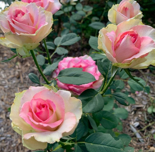 Table Mountain | Plants Rose World