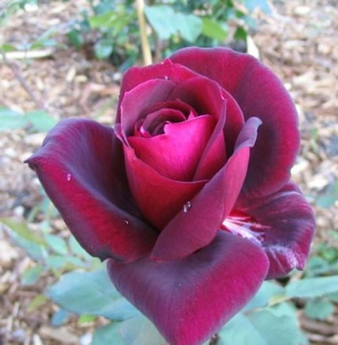 Night Time | Plants Rose World