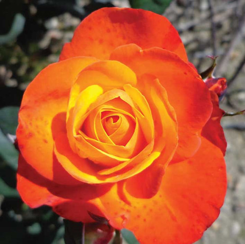 Sunfire | Plants Rose World