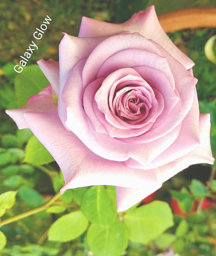 Galaxy Glow | Plants Rose World