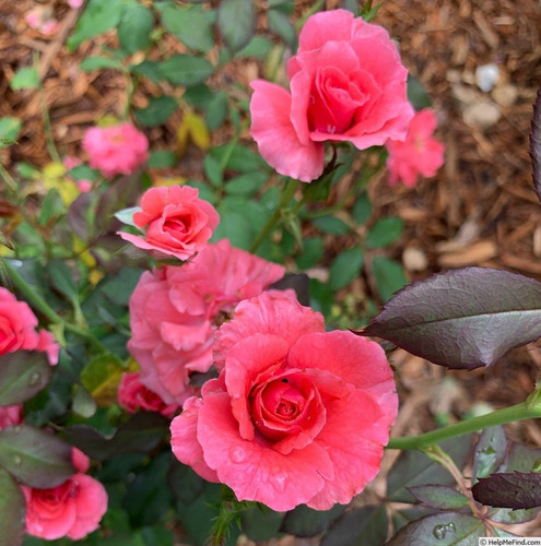 Fancy Talk | Plants Rose World