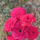 Starina | Plants Rose World