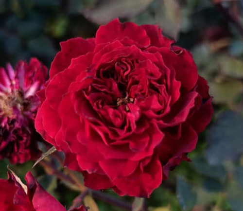 Clg Don don | Plants Rose World