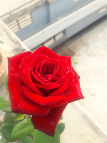 Botero | Plants Rose World