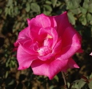 Pusa Gaurav | Plants Rose World