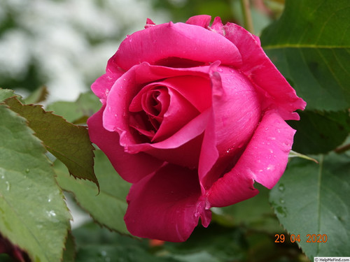 TajMahal | Plants Rose World
