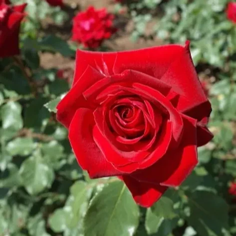 Matt God | Plants Rose World