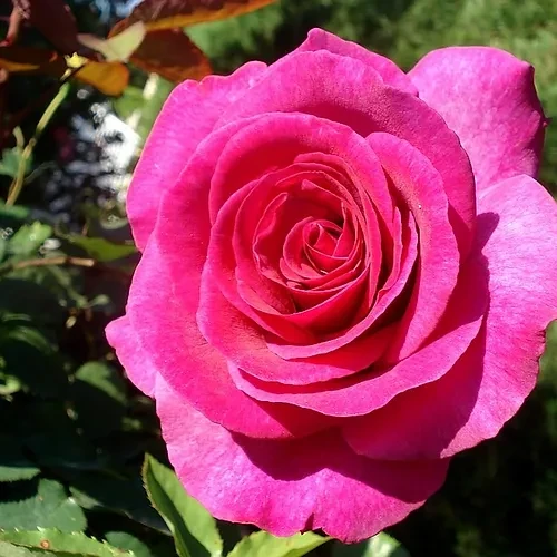 Melody Parfumee | Plants Rose World