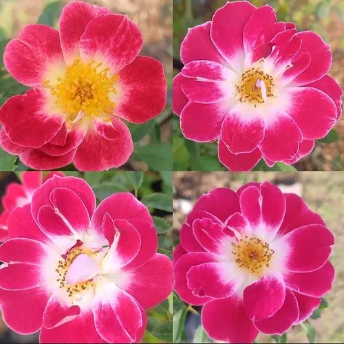 Climbing Rose | Plants Rose World
