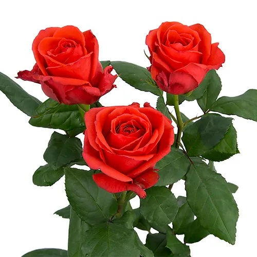 Dutch Rose | Plants Rose World