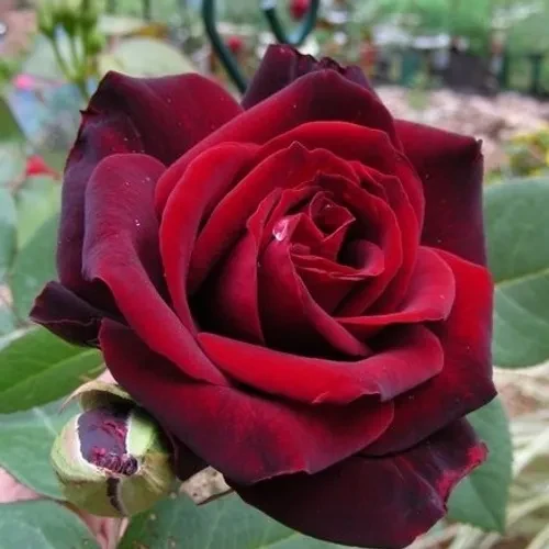 Ink Spots | Plants Rose World