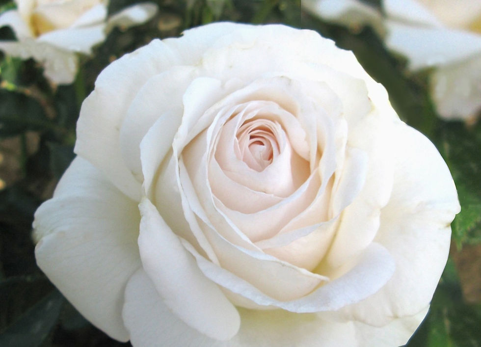 H.T Rose ( Hybrid Rose ) | Plants Rose World