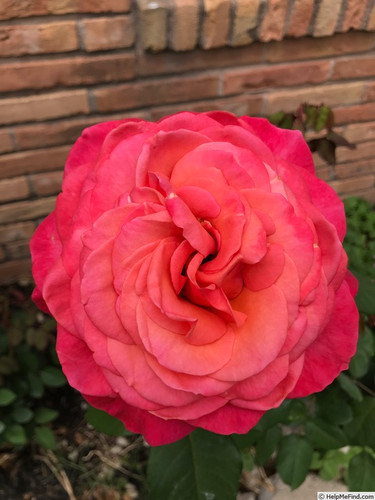 Lady Bird | Plants Rose World