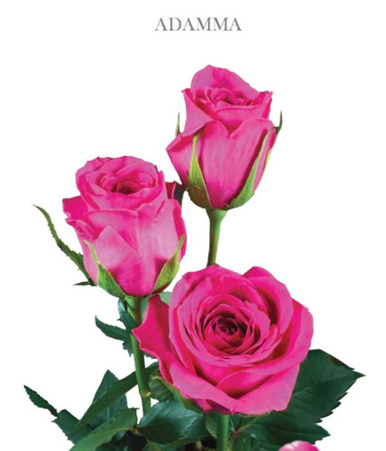 Adamma | Plants Rose World