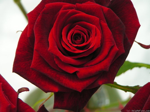 Grand Prix | Plants Rose World