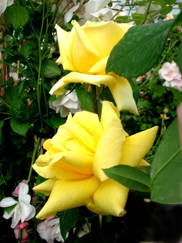 Landora | Plants Rose World