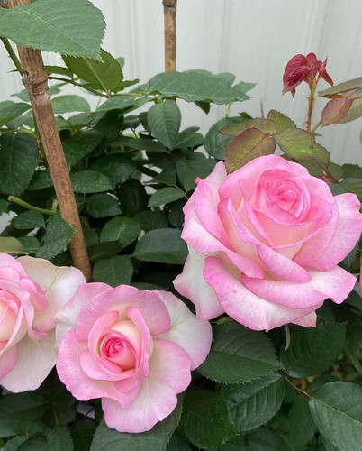 Moonstone | Plants Rose World