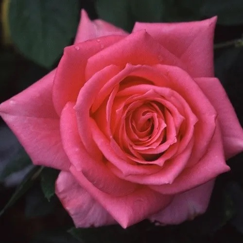 Cynthia | Plants Rose World