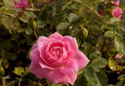 Arunima | Plants Rose World