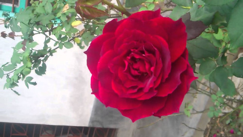 Lal bahadur | Plants Rose World