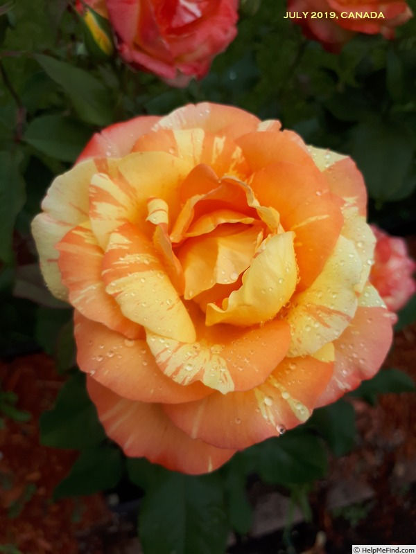 Marvelle | Plants Rose World