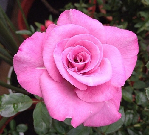 Azure Sea | Plants Rose World