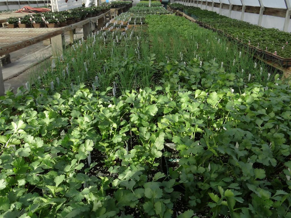 Sullivan Farm Nashua NH