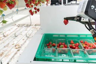 Product | Harvesting Robot BERRY | Organifarms