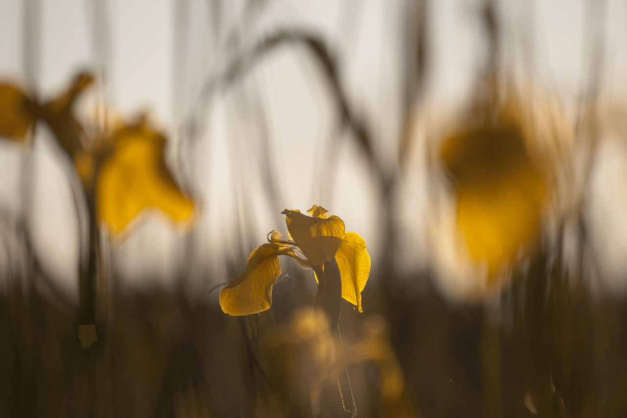 LILLED JA ROHUD | Ülle Saatmäe