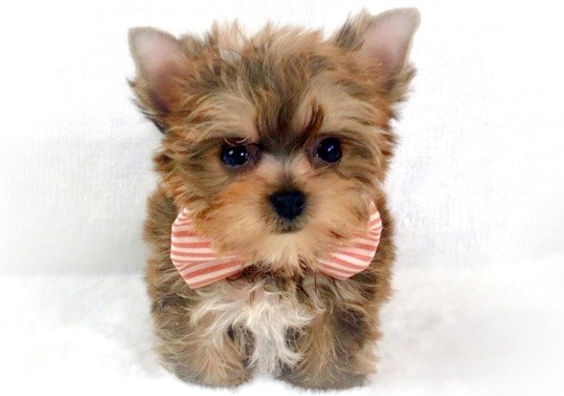 yorkie coloring pages akc