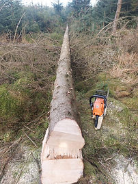 Tree Services | Greenerway