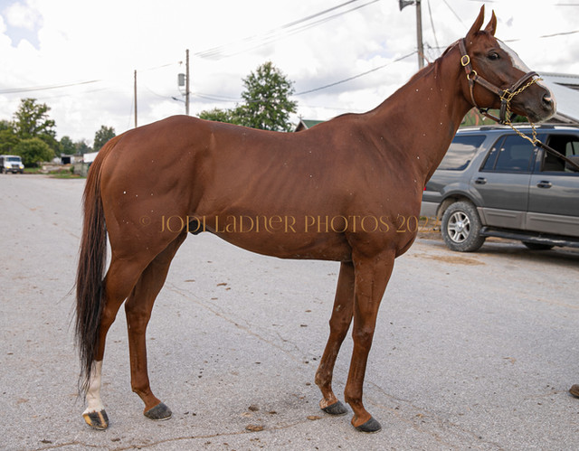Sold! DEMAND RANSOM - 16 h chestnut boy