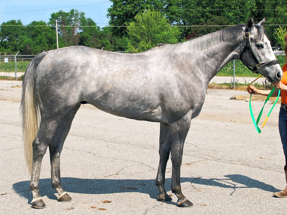 SOLD- SHANGHAI SILVER- gorgeous grey gelding!