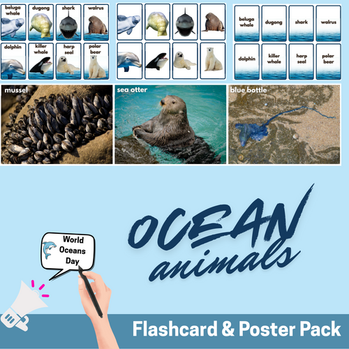 Ocean Animals Flashcards & Display Pack – Vocabulary, Visuals & World ...