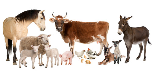 Graziery/Stockbreeding | VetMed--Nova MEDTECH